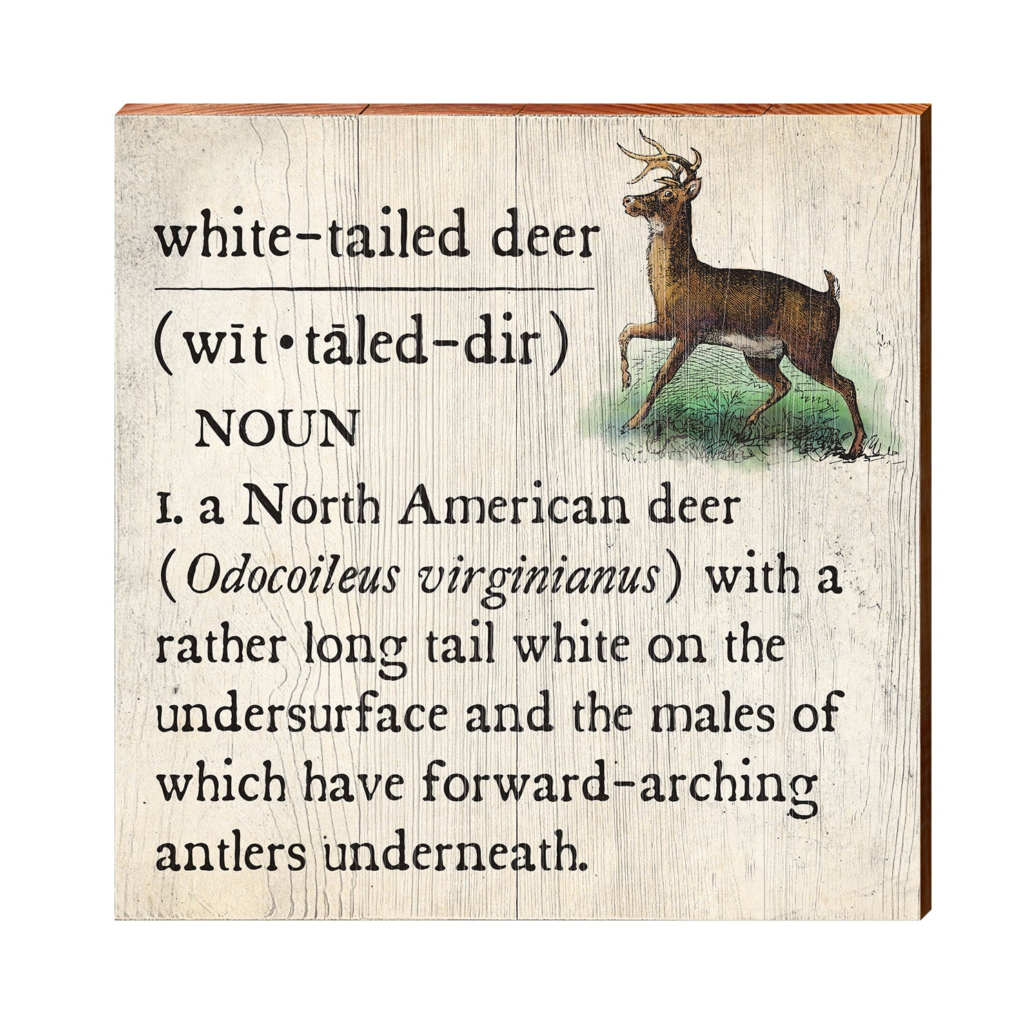 White Tailed Deer Definition Wooden Sign | Wall Art Print on Real Wood ...